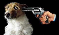 Not PC: Feel guilty, or the dog gets it.